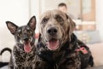 Woopets : Découvrez tout sur vos compagnons à quatre pattes et leur ...